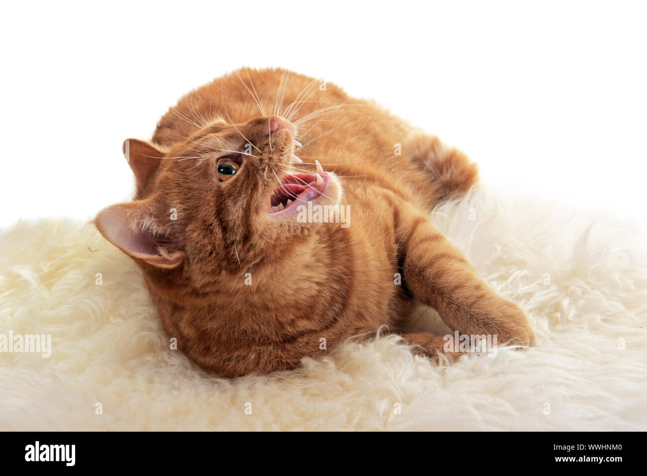 very Angry cat isolated on white background Stock Photo - Alamy
