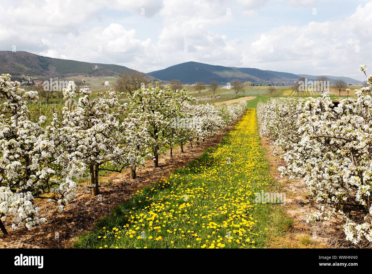 fruit tree blossom Stock Photo - Alamy