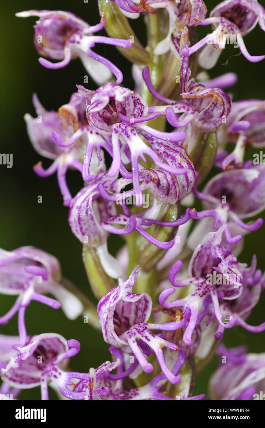 Lady and monkey orchids hi-res stock photography and images - Alamy