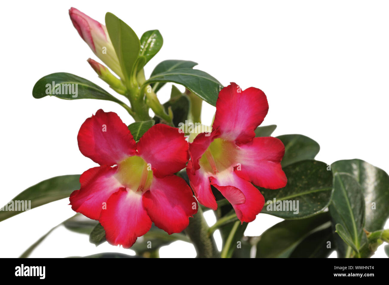Desert rose detail hi-res stock photography and images - Alamy