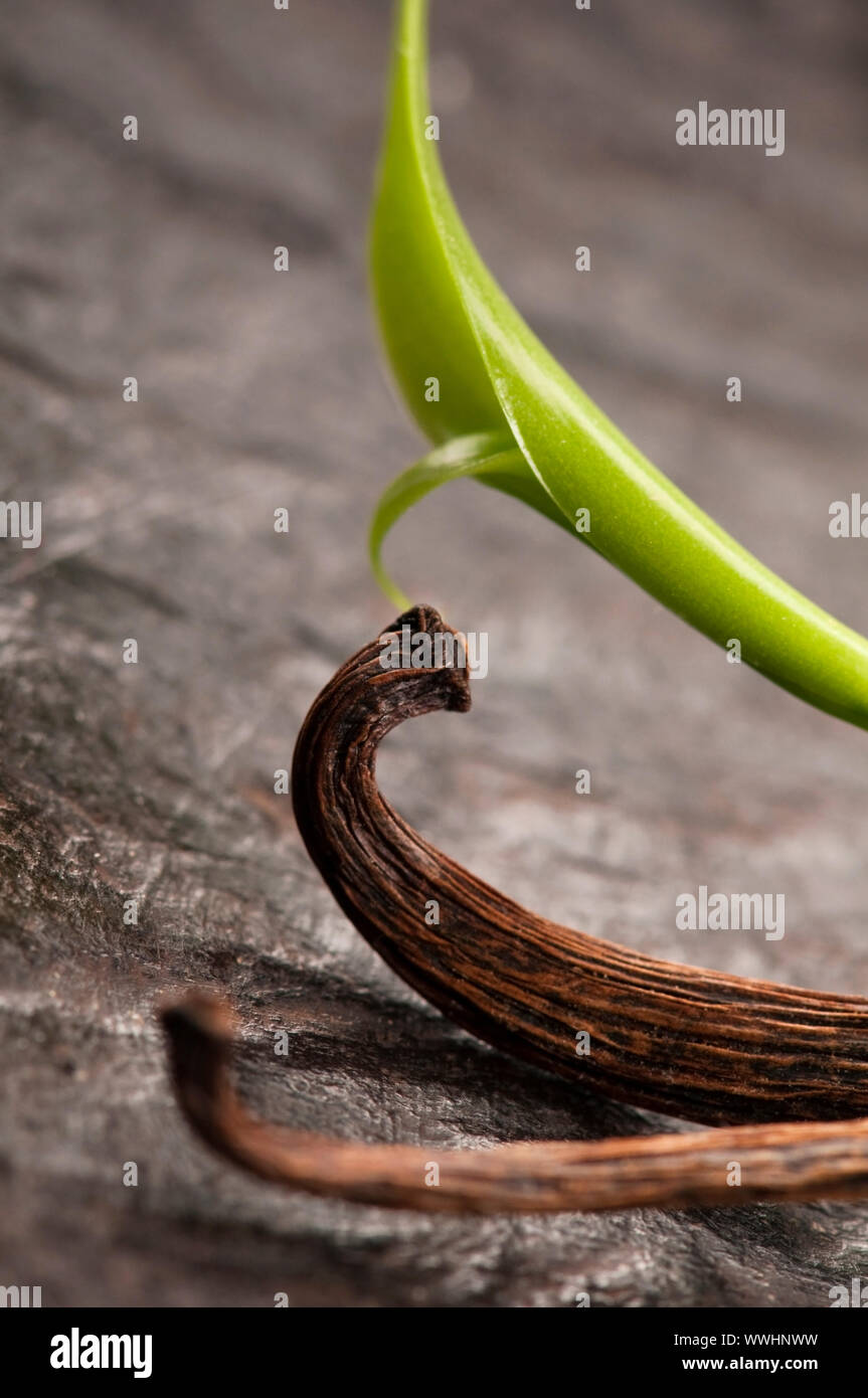 Vanilla orchid pods planifolia hi-res stock photography and images - Alamy
