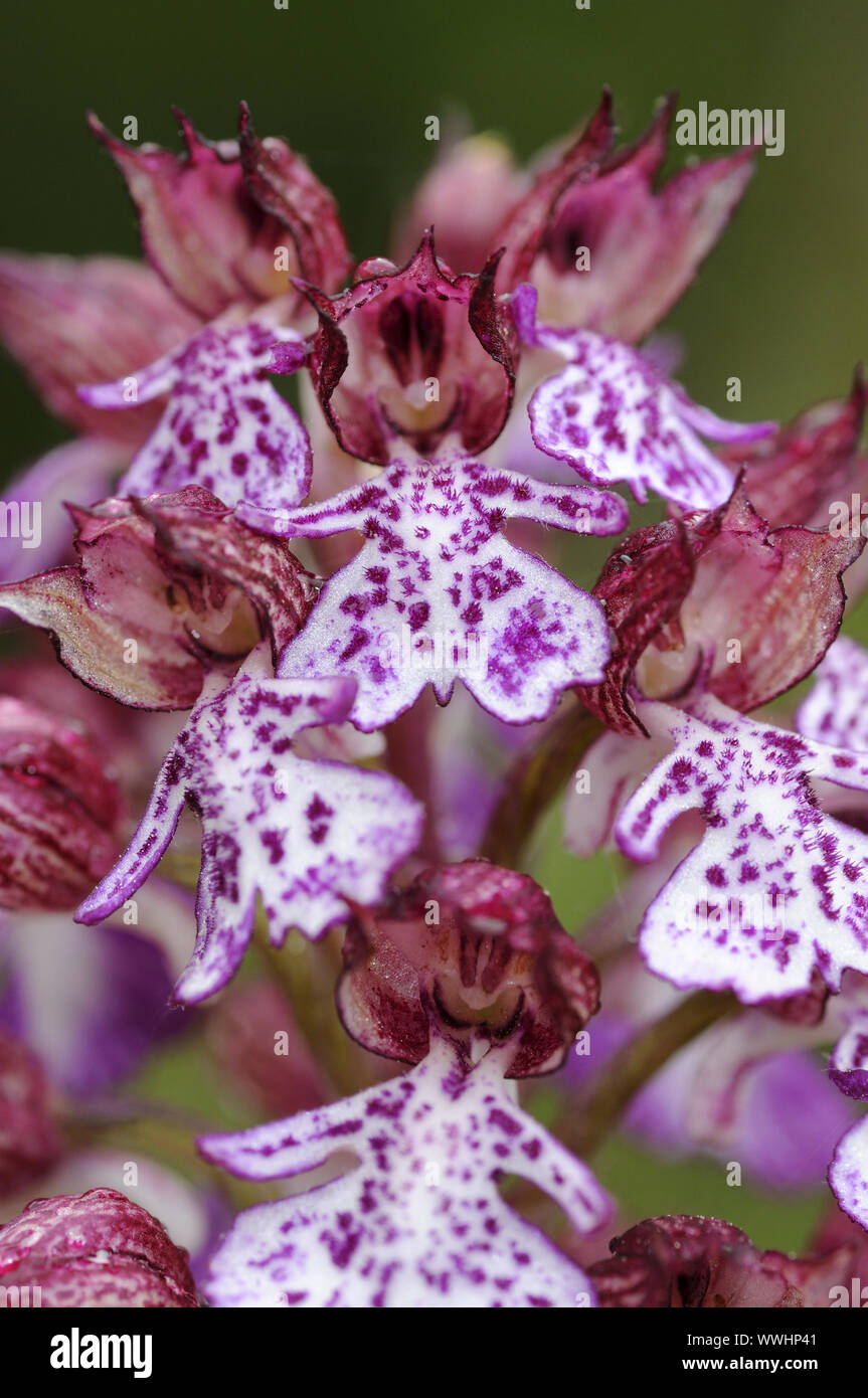 Orchid details hi-res stock photography and images - Alamy