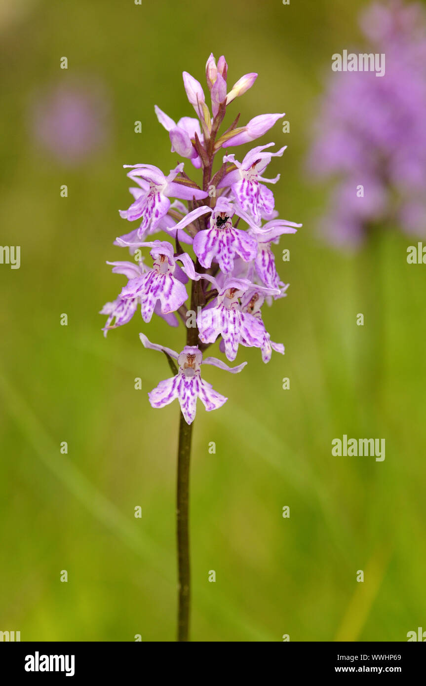 Fox Fingerroot Orchid Stock Photo - Alamy