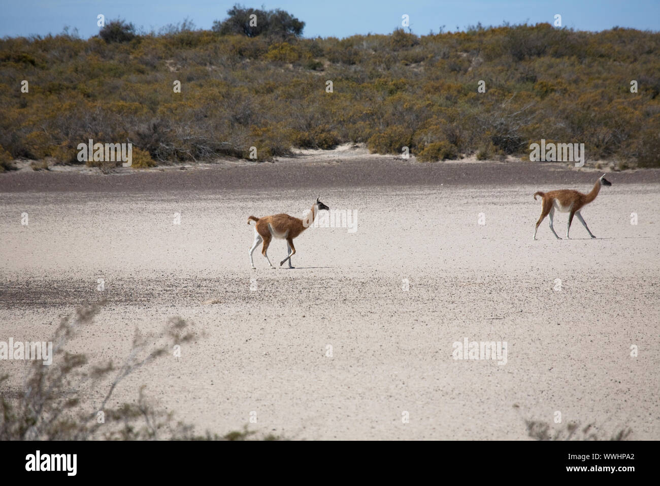 wild lama in nature from Argentina Stock Photo - Alamy