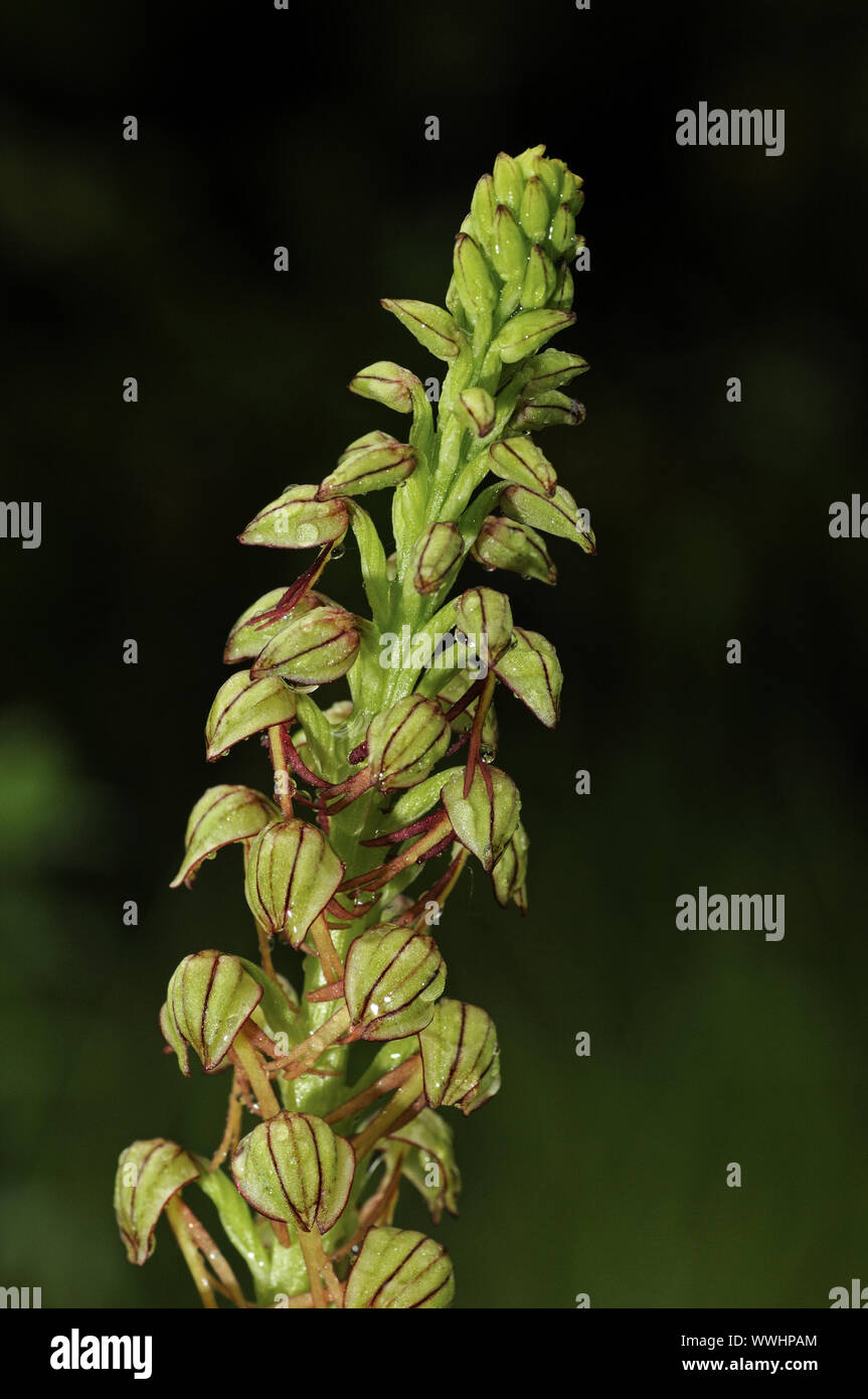 Blossom spur hi-res stock photography and images - Alamy