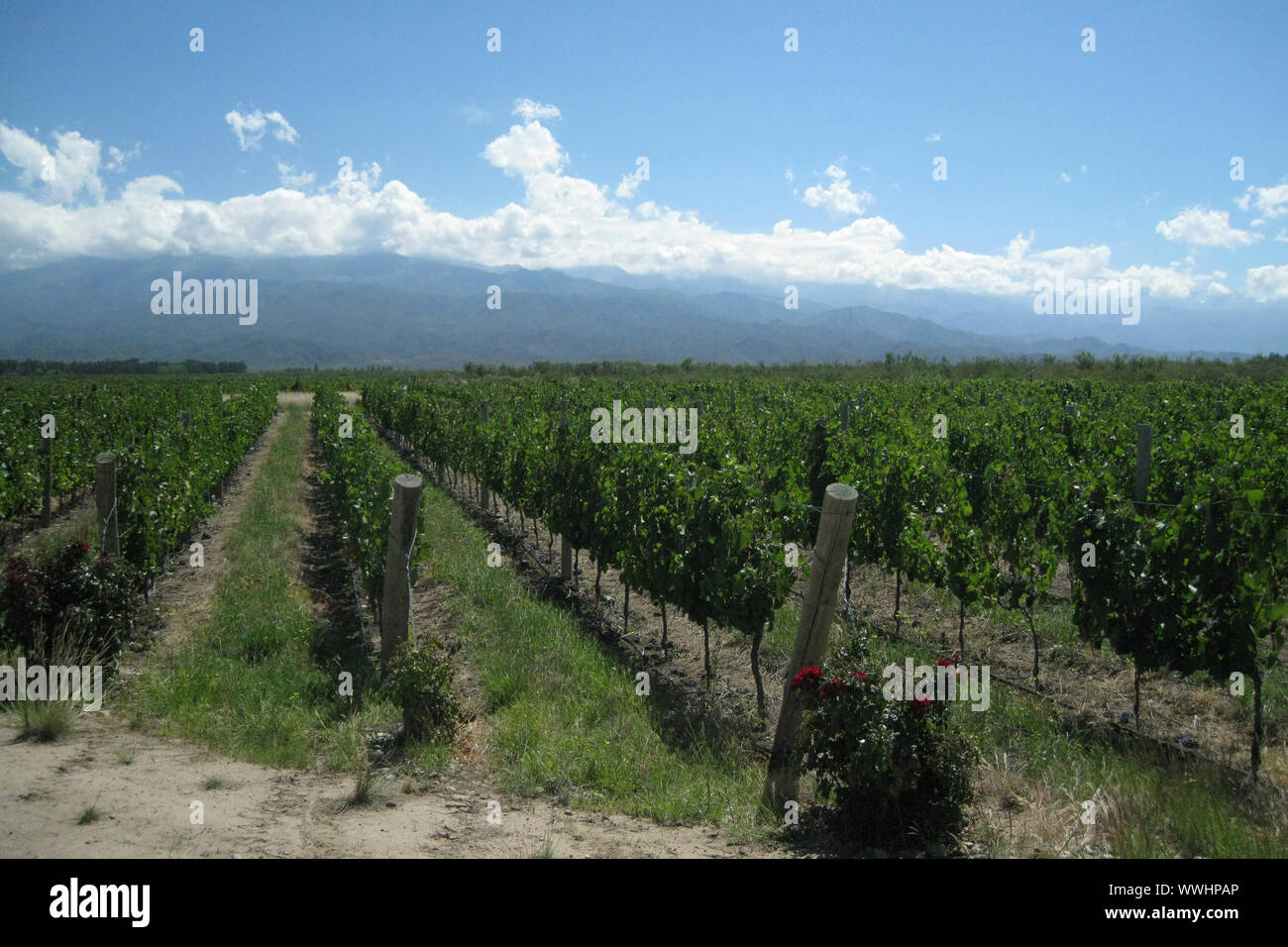 Vineyards in the Andes Mendoza Argentina Stock Photo - Alamy