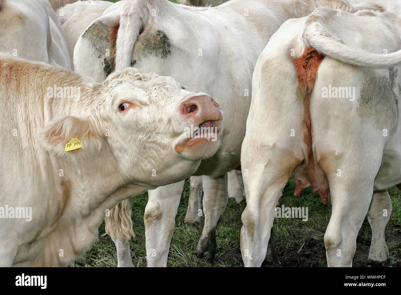 Stinks hi-res stock photography and images - Alamy
