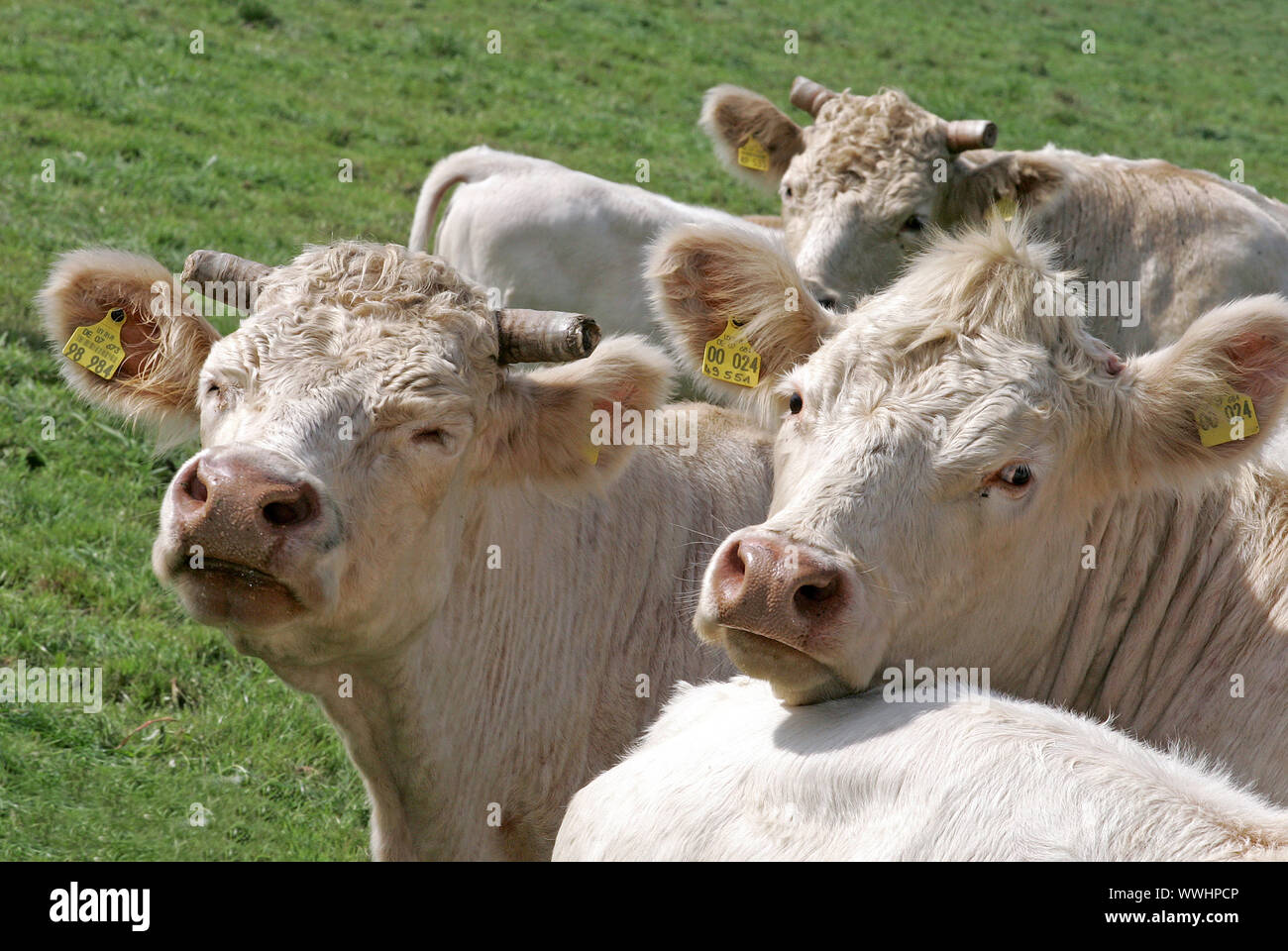 Charolais cattle animal hi-res stock photography and images - Alamy