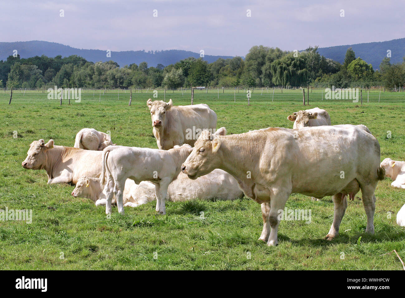 Cattle charolais hi-res stock photography and images - Alamy