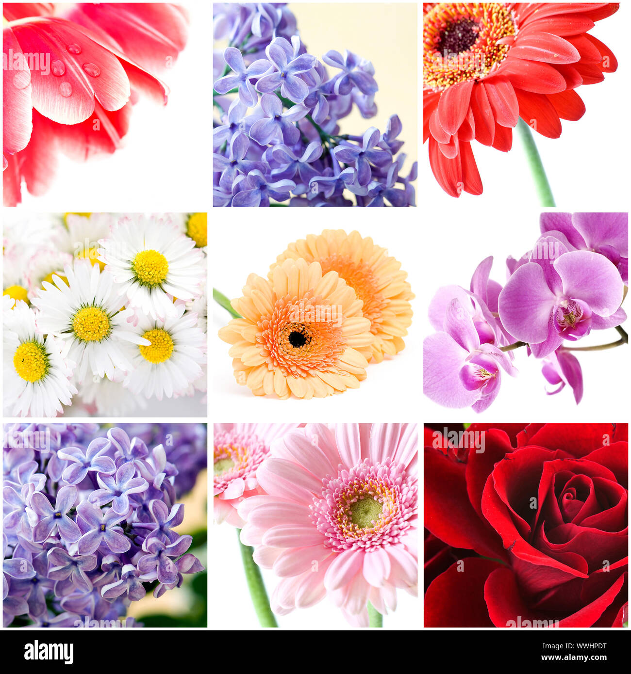 beautiful flowers collage Stock Photo - Alamy