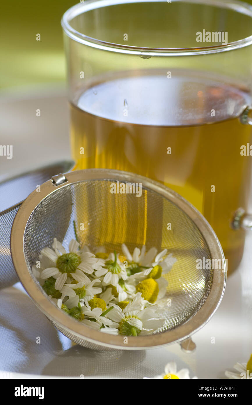 Camomile Blooms High Resolution Stock Photography and Images - Alamy