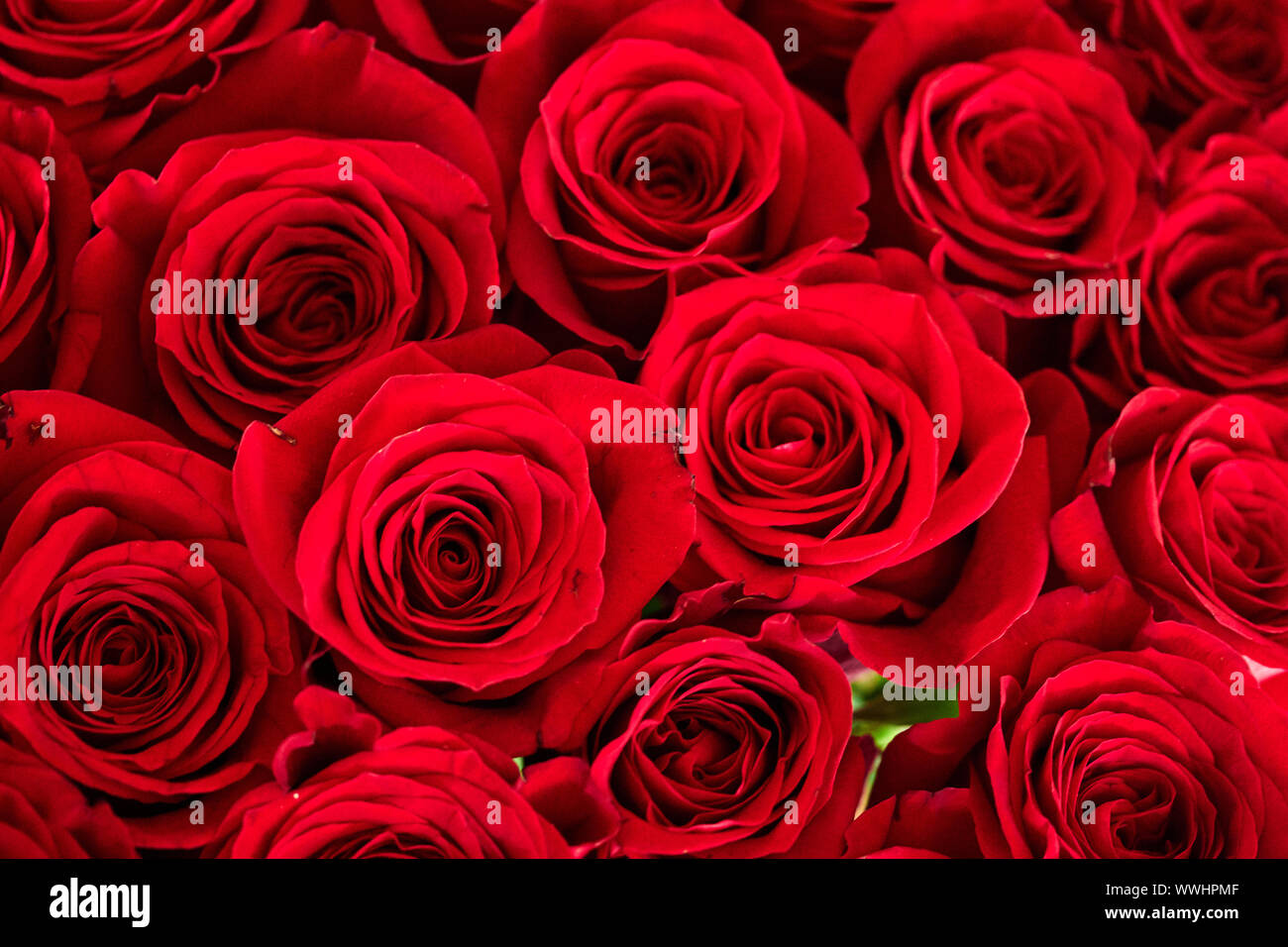 Trim rose leaves hi-res stock photography and images - Alamy