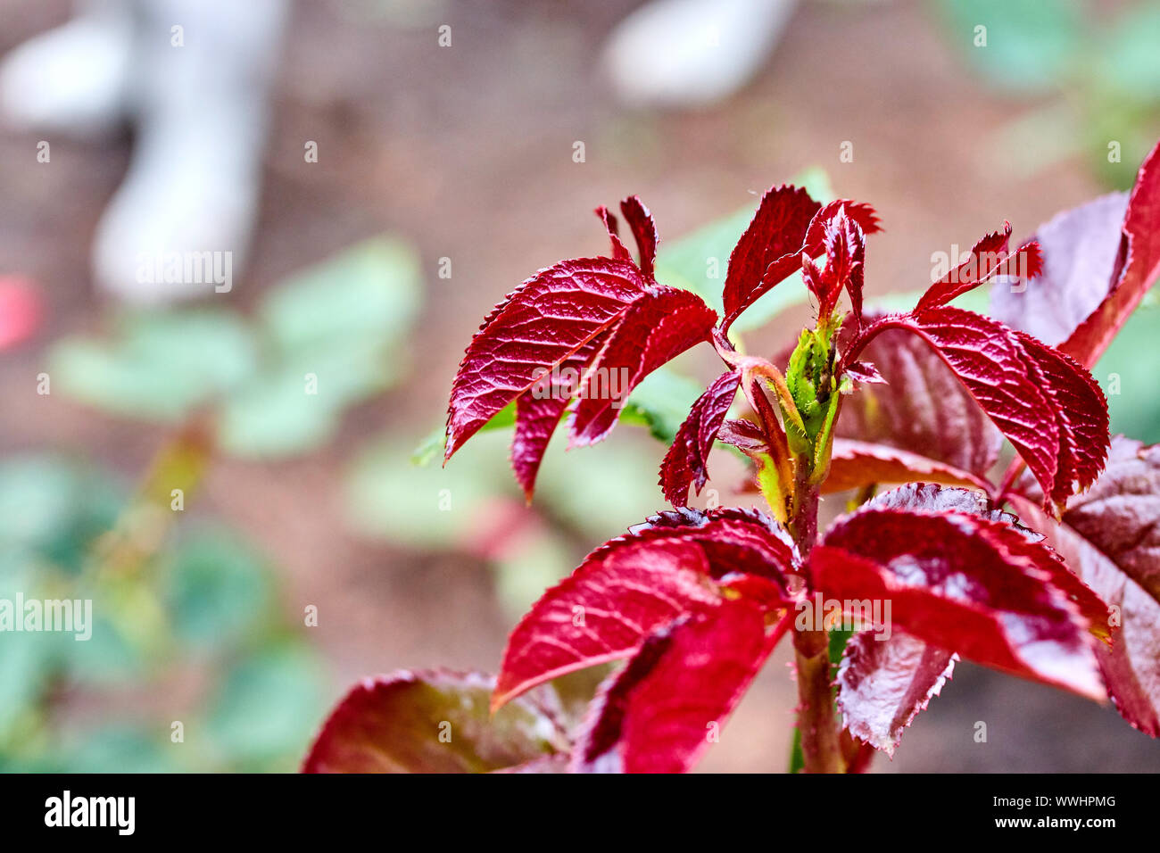 Birth flower is rose hi-res stock photography and images - Alamy