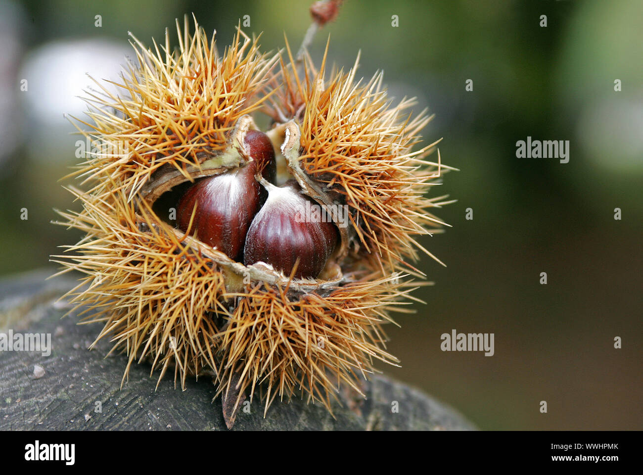Chestnut hedgehog hi-res stock photography and images - Alamy