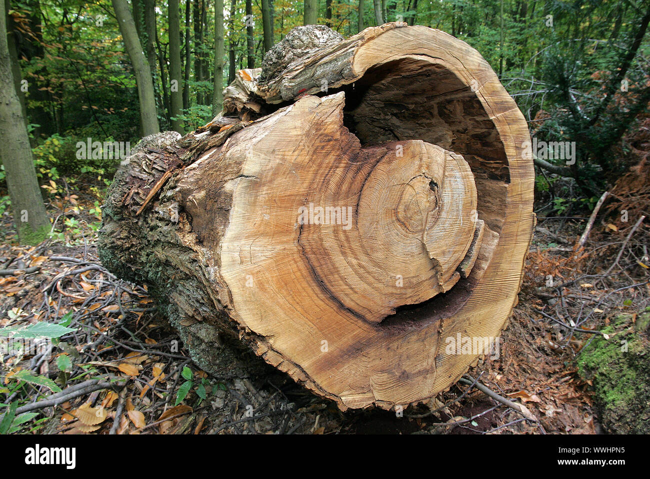 Sawn off hi-res stock photography and images - Alamy