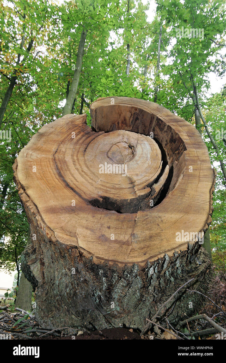 Sawn hi-res stock photography and images - Alamy