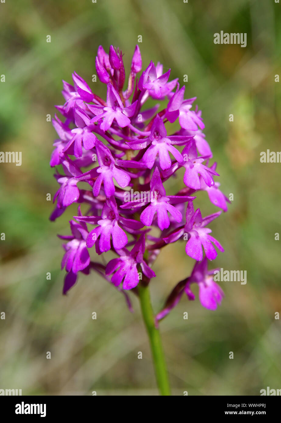 Pyramid orchids hi-res stock photography and images - Alamy