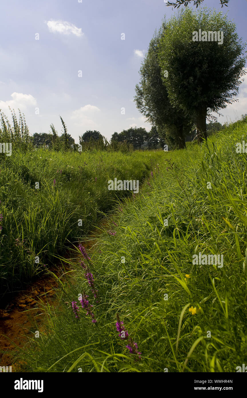 Rhine landscape hi-res stock photography and images - Alamy