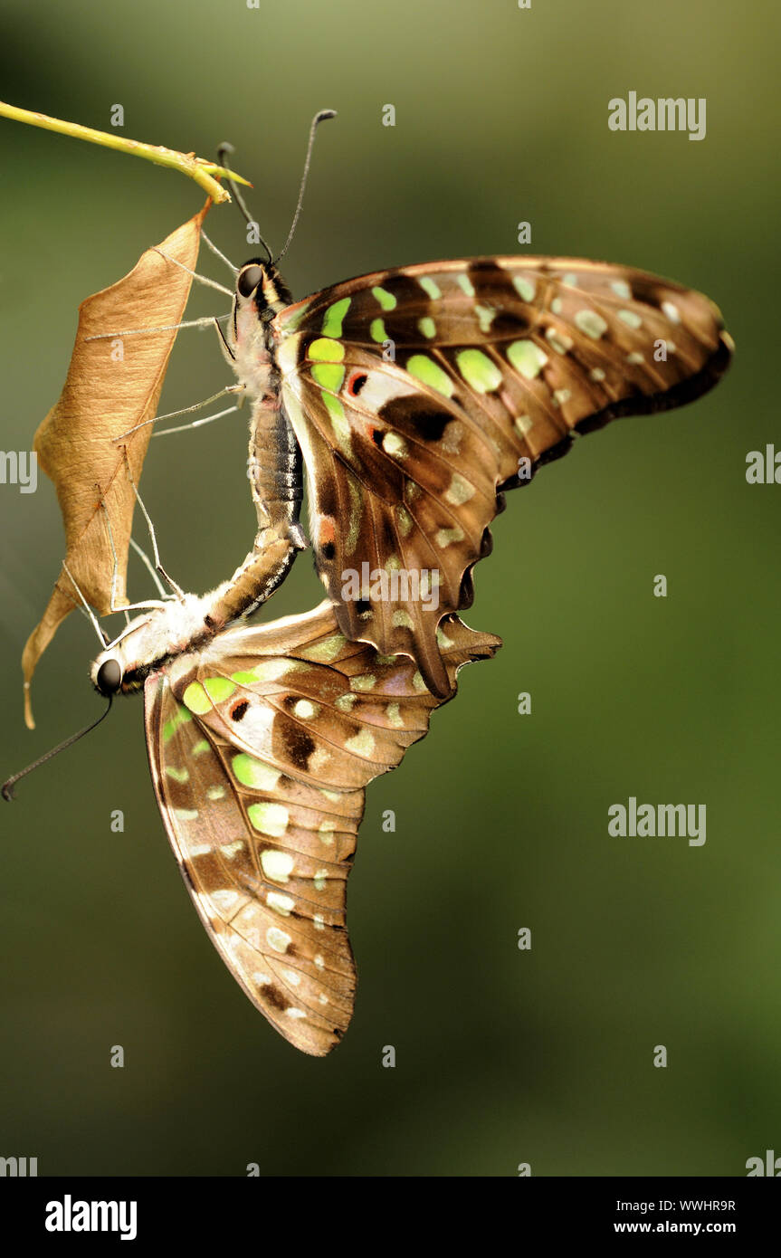 Green triangle butterflies Stock Photo - Alamy