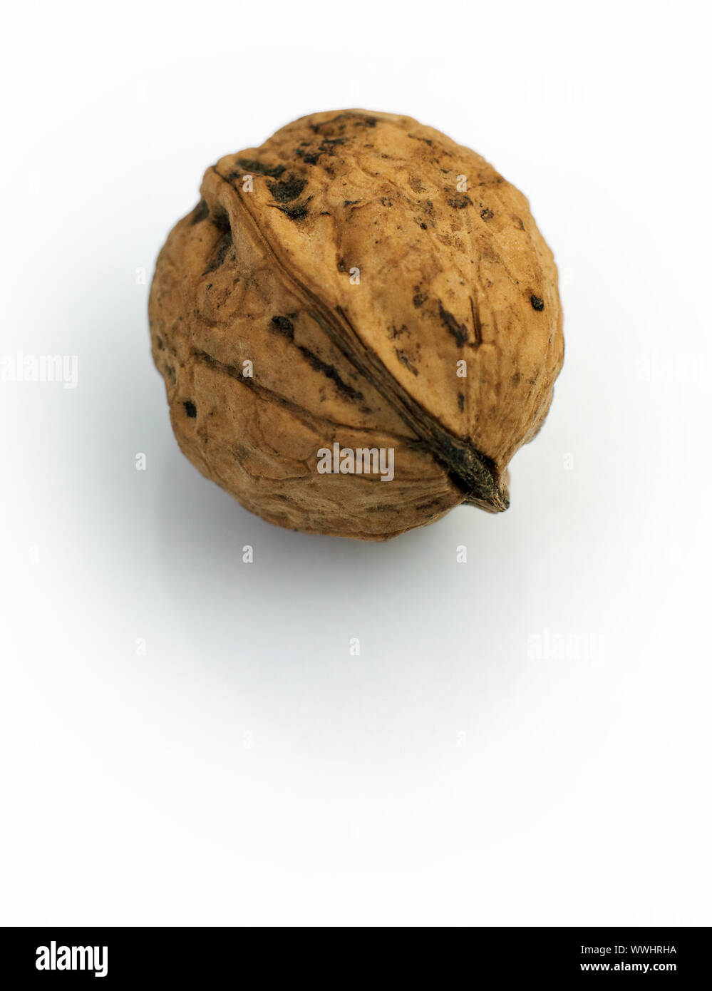 Nut on a white background Stock Photo - Alamy