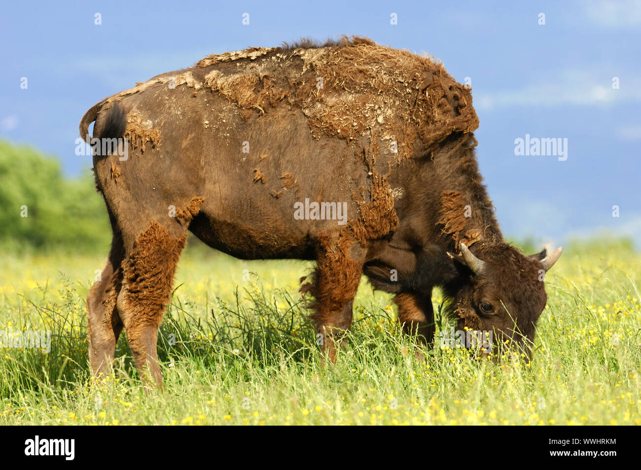 American bison changing coat Stock Photo - Alamy