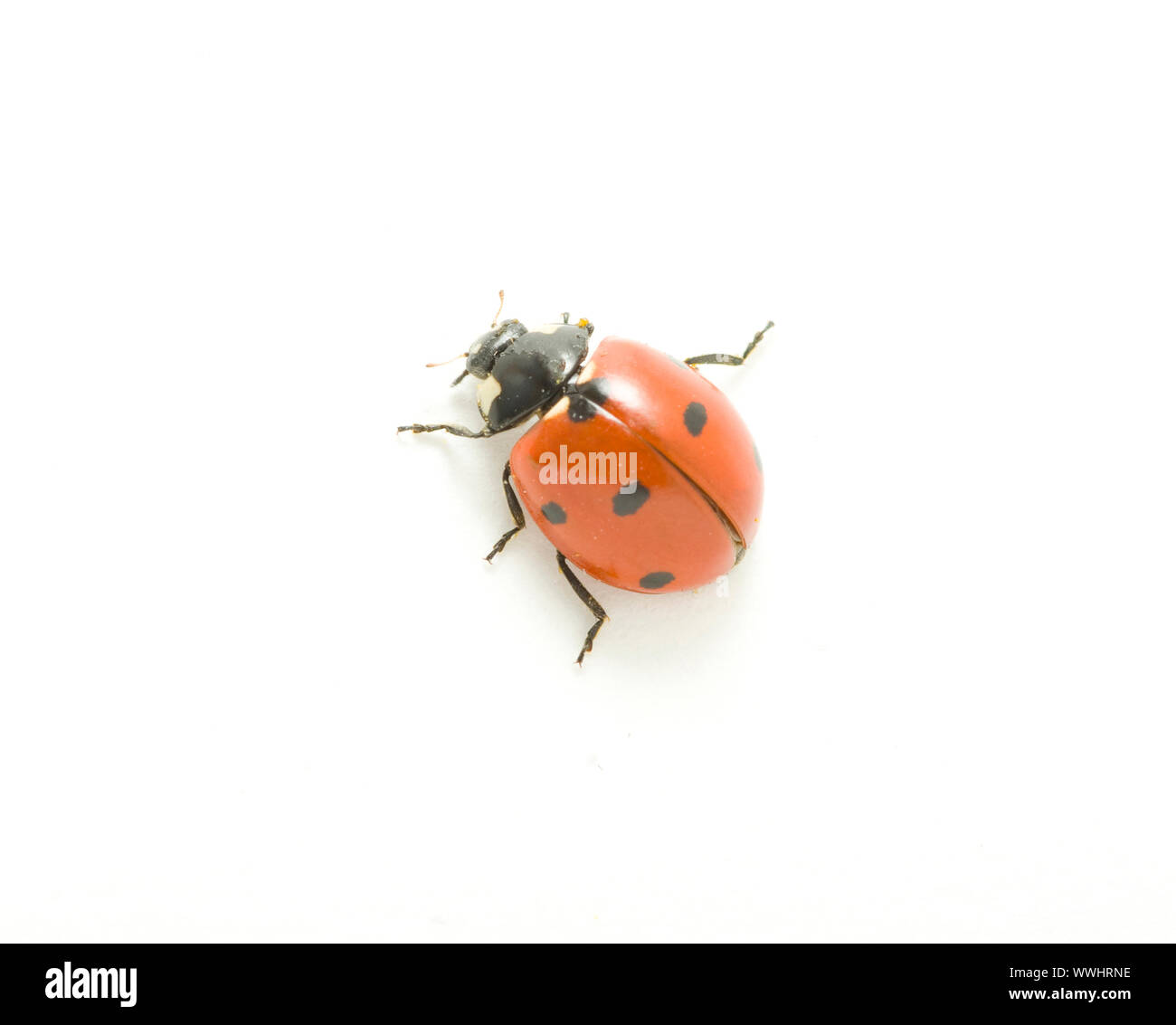 red ladybug isolated on white Stock Photo - Alamy
