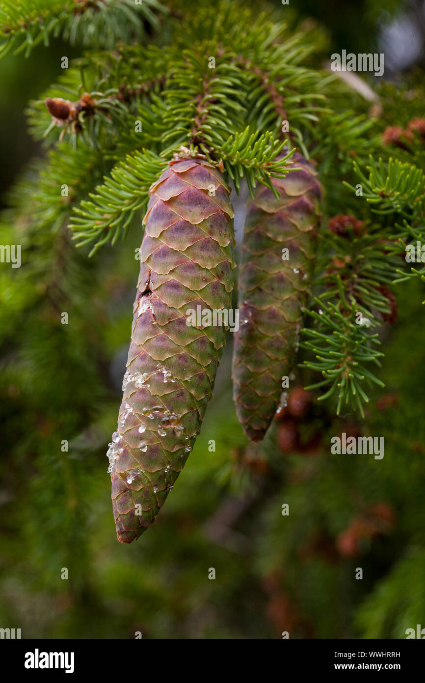 FIR FLOWER in summer Stock Photo - Alamy