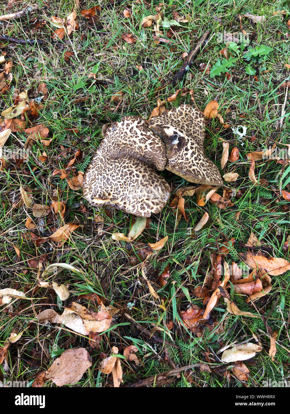 XEROCOMELLUS CHRYSENTERON Mushroom known as red cracking bolete Stock ...
