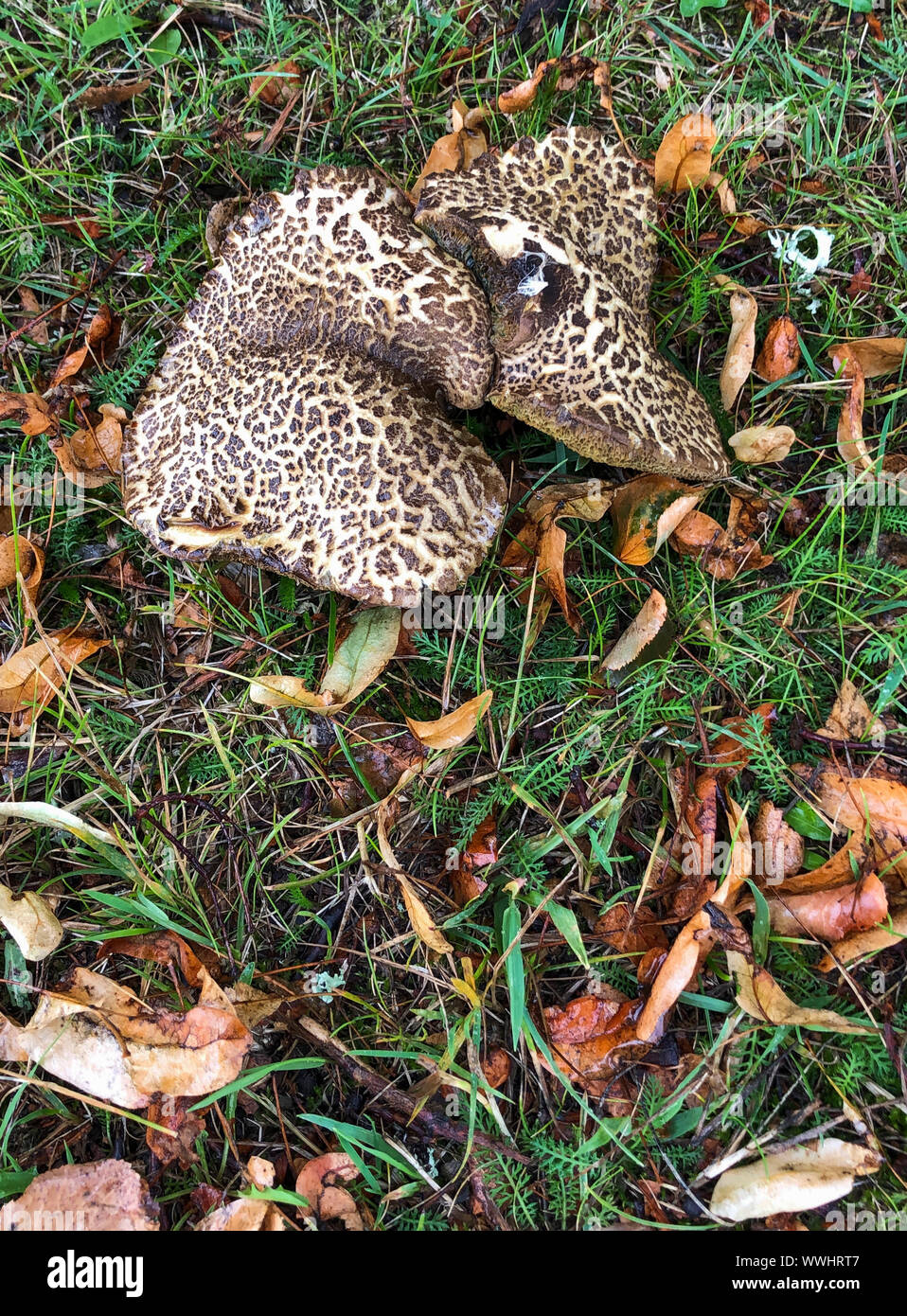 XEROCOMELLUS CHRYSENTERON Mushroom known as red cracking bolete Stock ...
