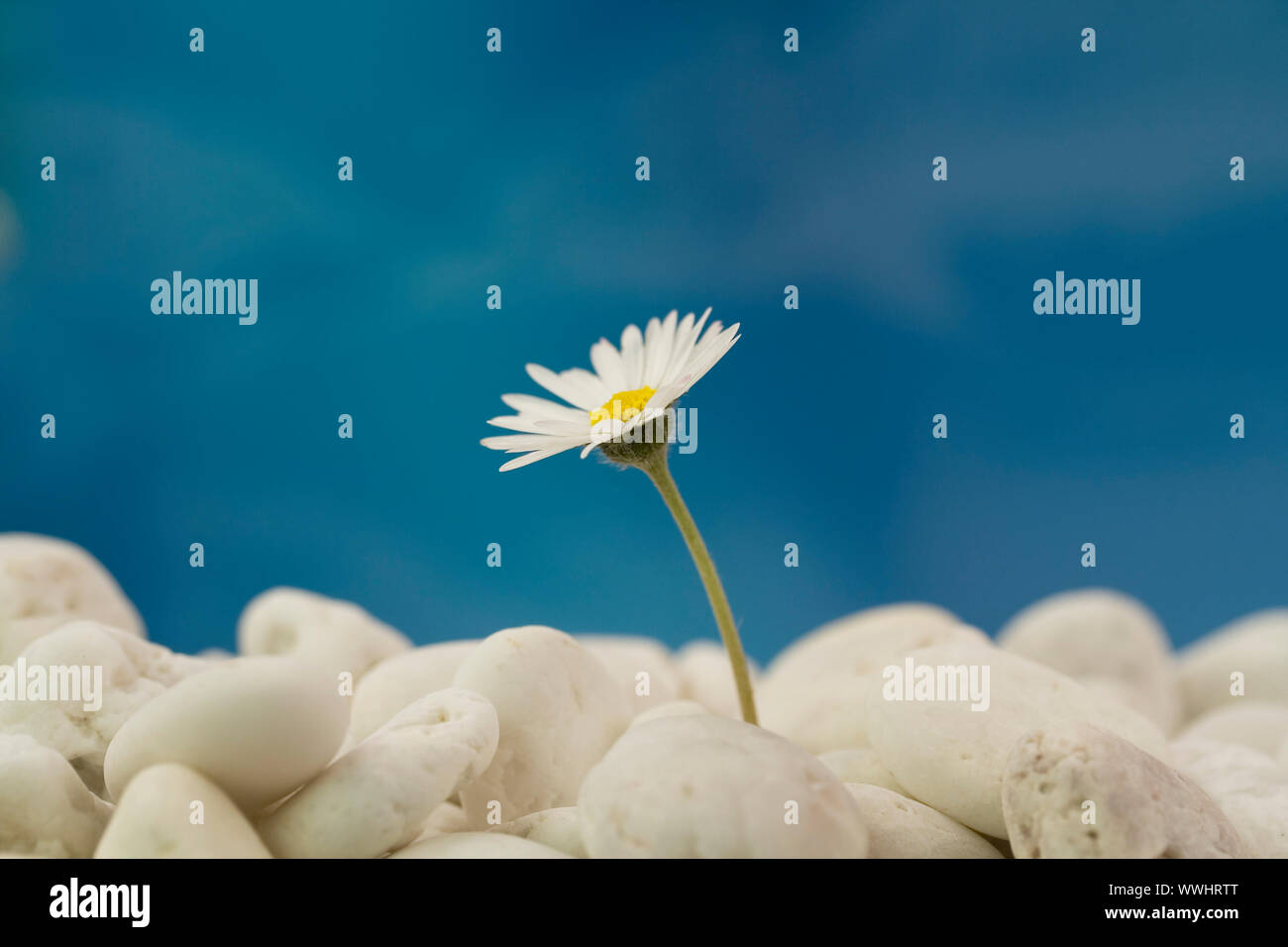 daisy on the beach Stock Photo - Alamy