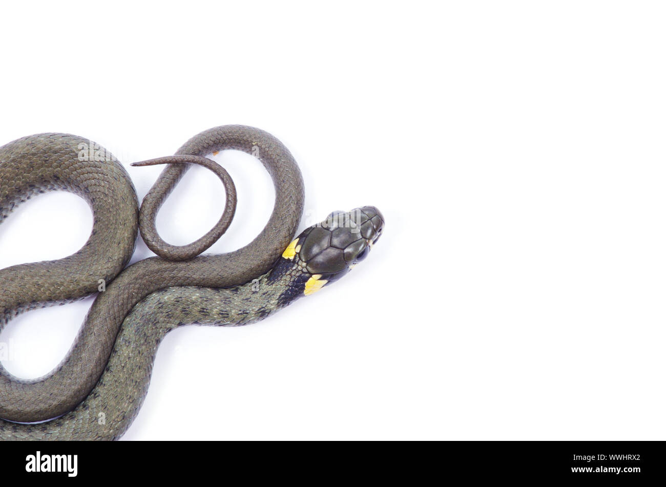 snake isolated on white background Stock Photo - Alamy