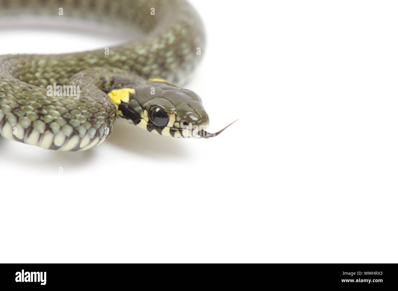 snake isolated on white background Stock Photo - Alamy