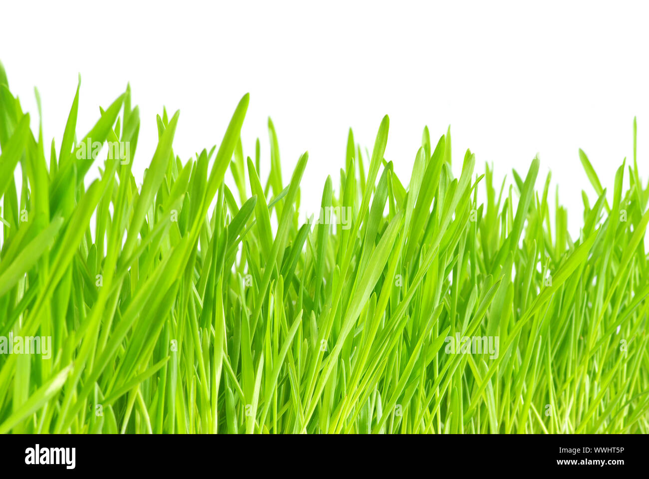 Green grass isolated on white background Stock Photo - Alamy