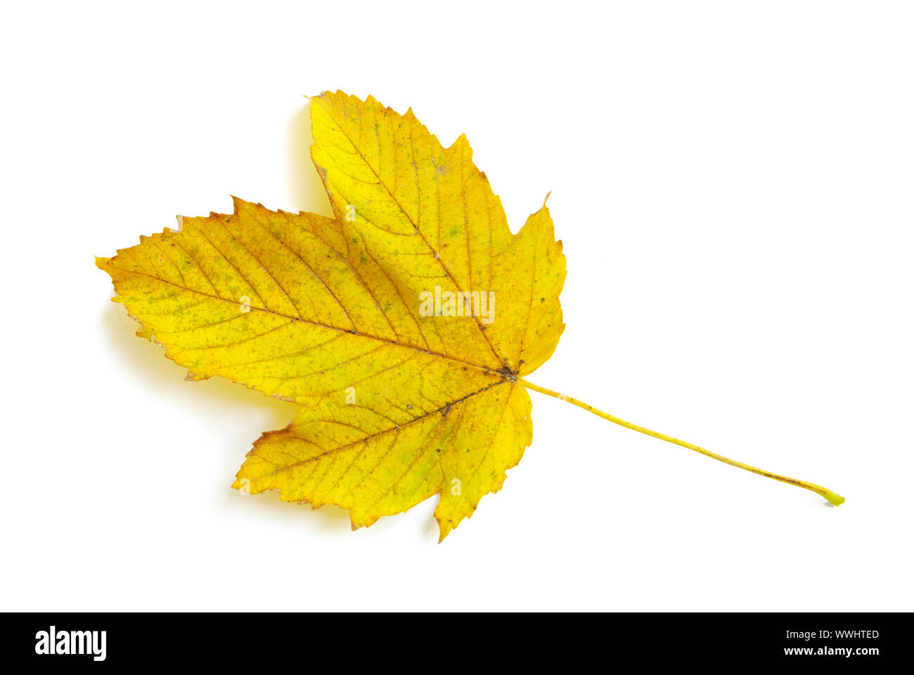 autumn maple leaf isolated on white background Stock Photo - Alamy