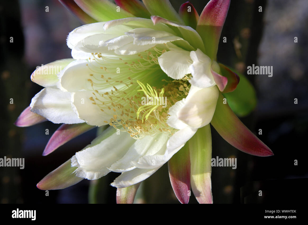 Flower of the columnar cactus Cereus peruvianus Stock Photo - Alamy