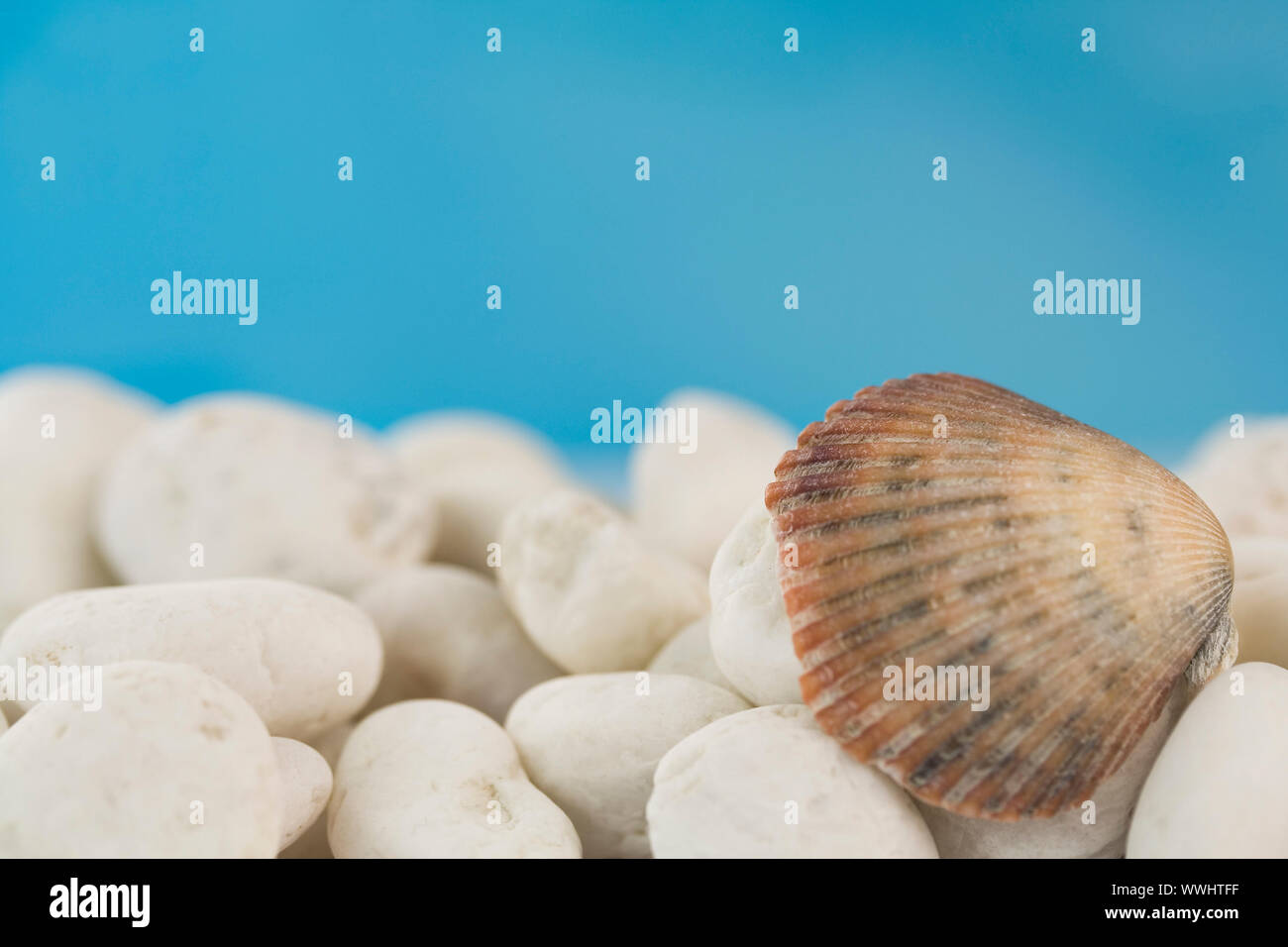 seashell on the beach Stock Photo - Alamy