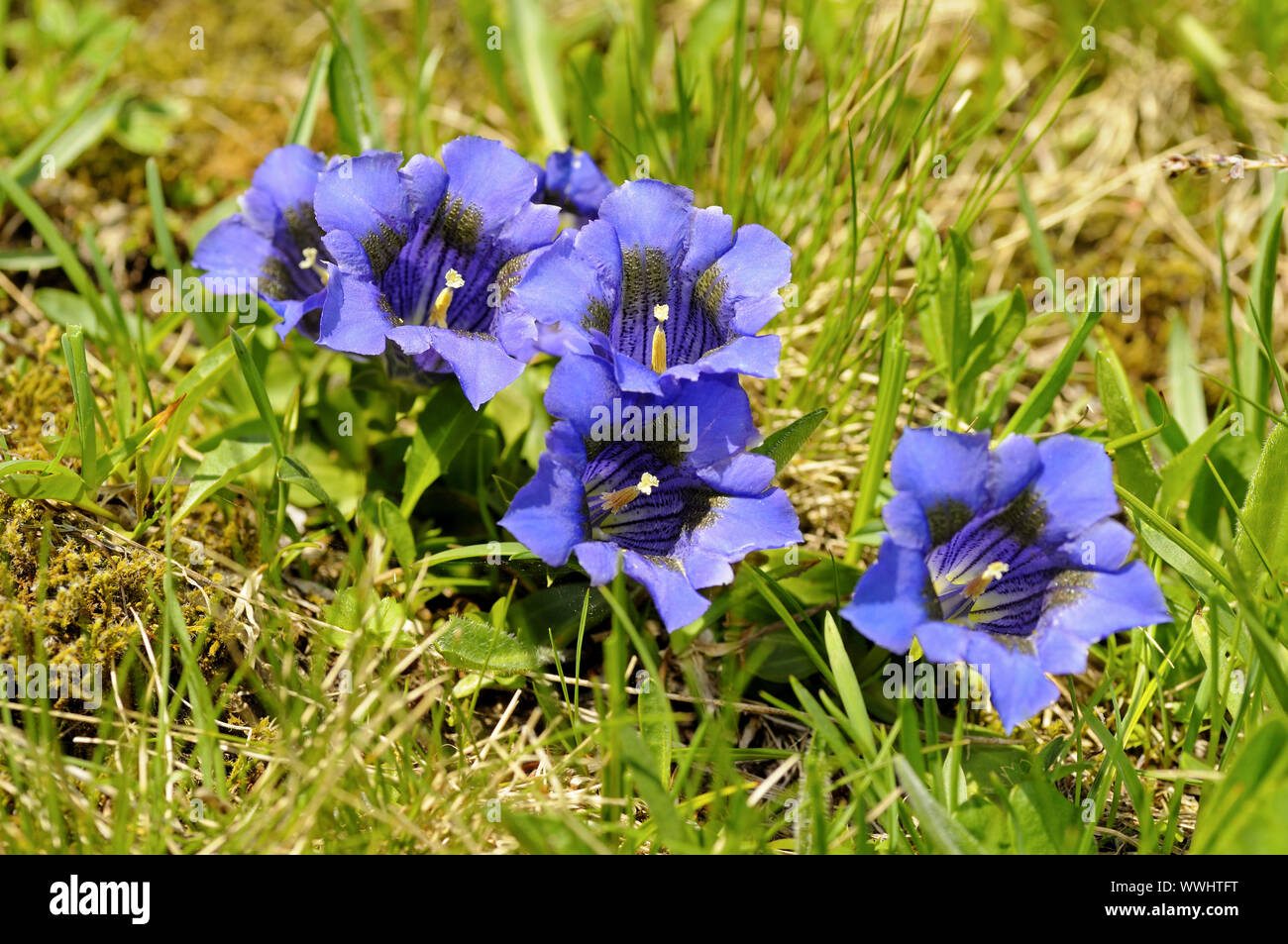 Gentian alps mountains flower hi-res stock photography and images - Alamy
