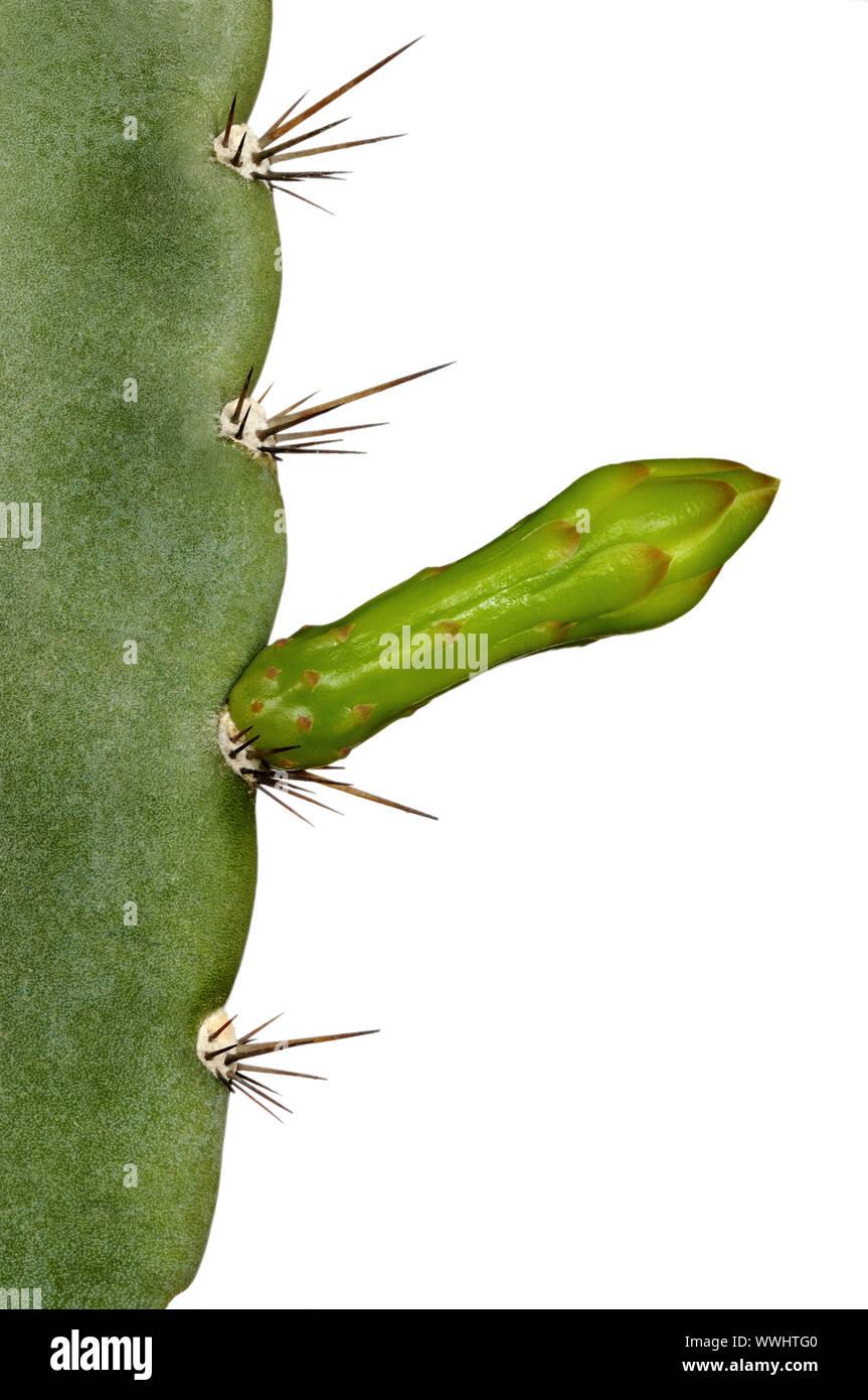 Rock cactus flower bud Stock Photo - Alamy