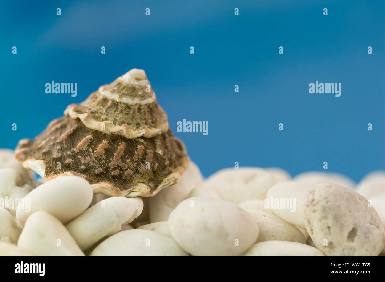seashell on the beach Stock Photo - Alamy