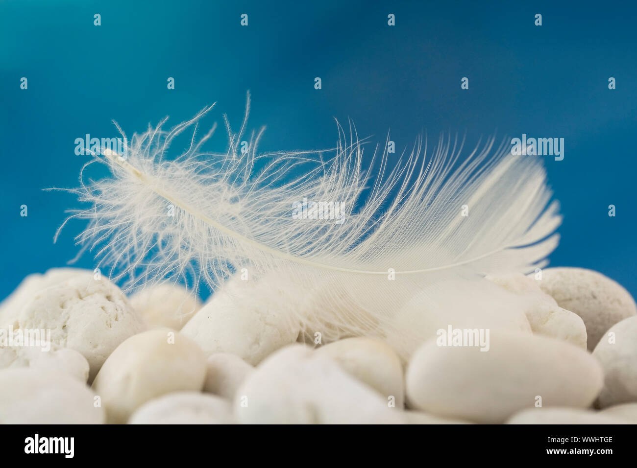 Different feather pattern hi-res stock photography and images - Alamy