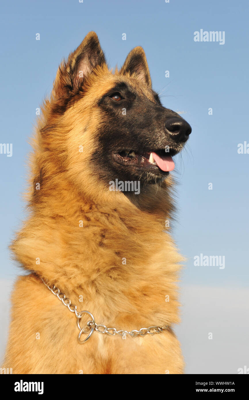 portrait of a purebred belgian shepherd tervueren on a blue sky Stock ...