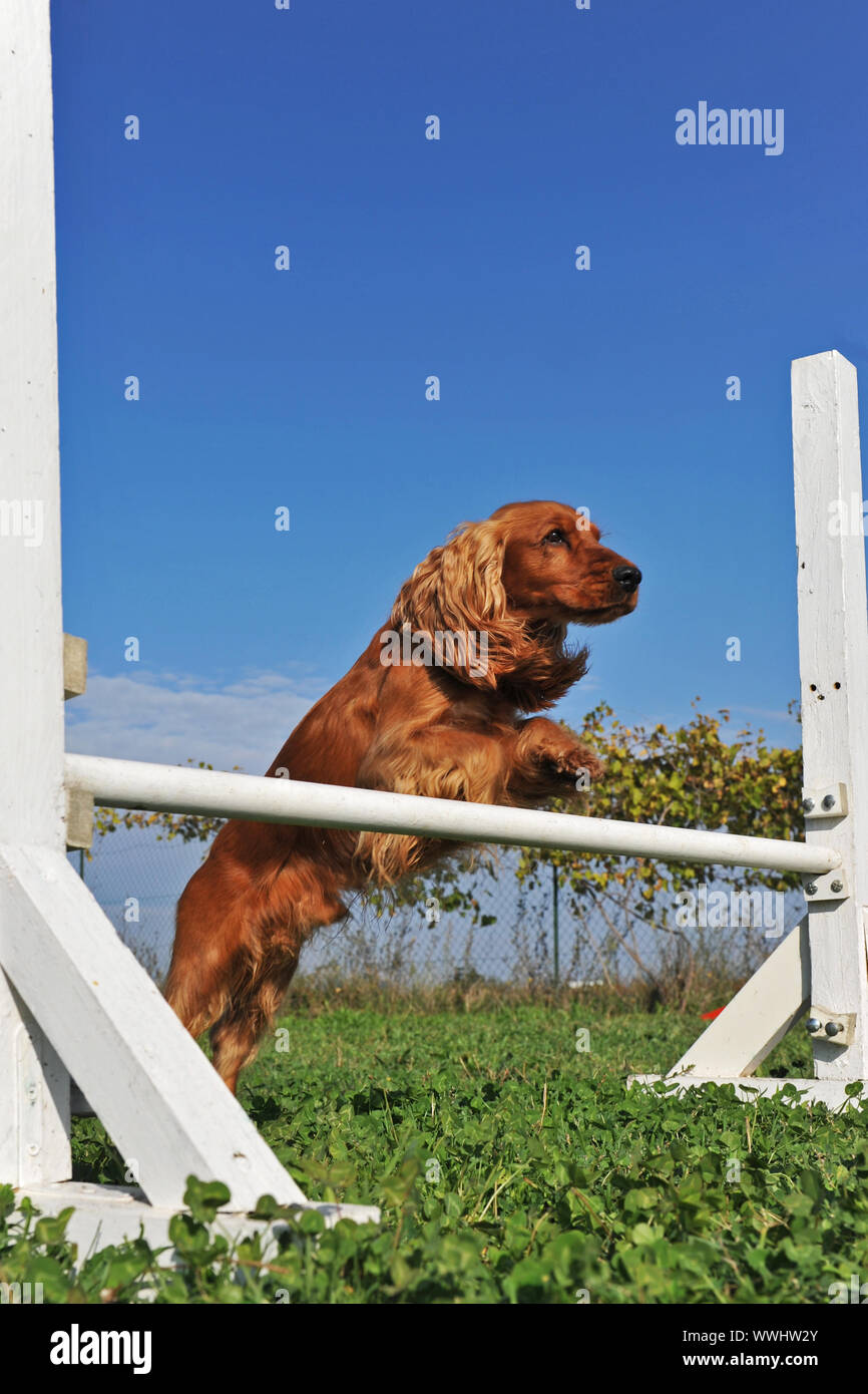 purebred cocker spaniel in a training of agility Stock Photo - Alamy