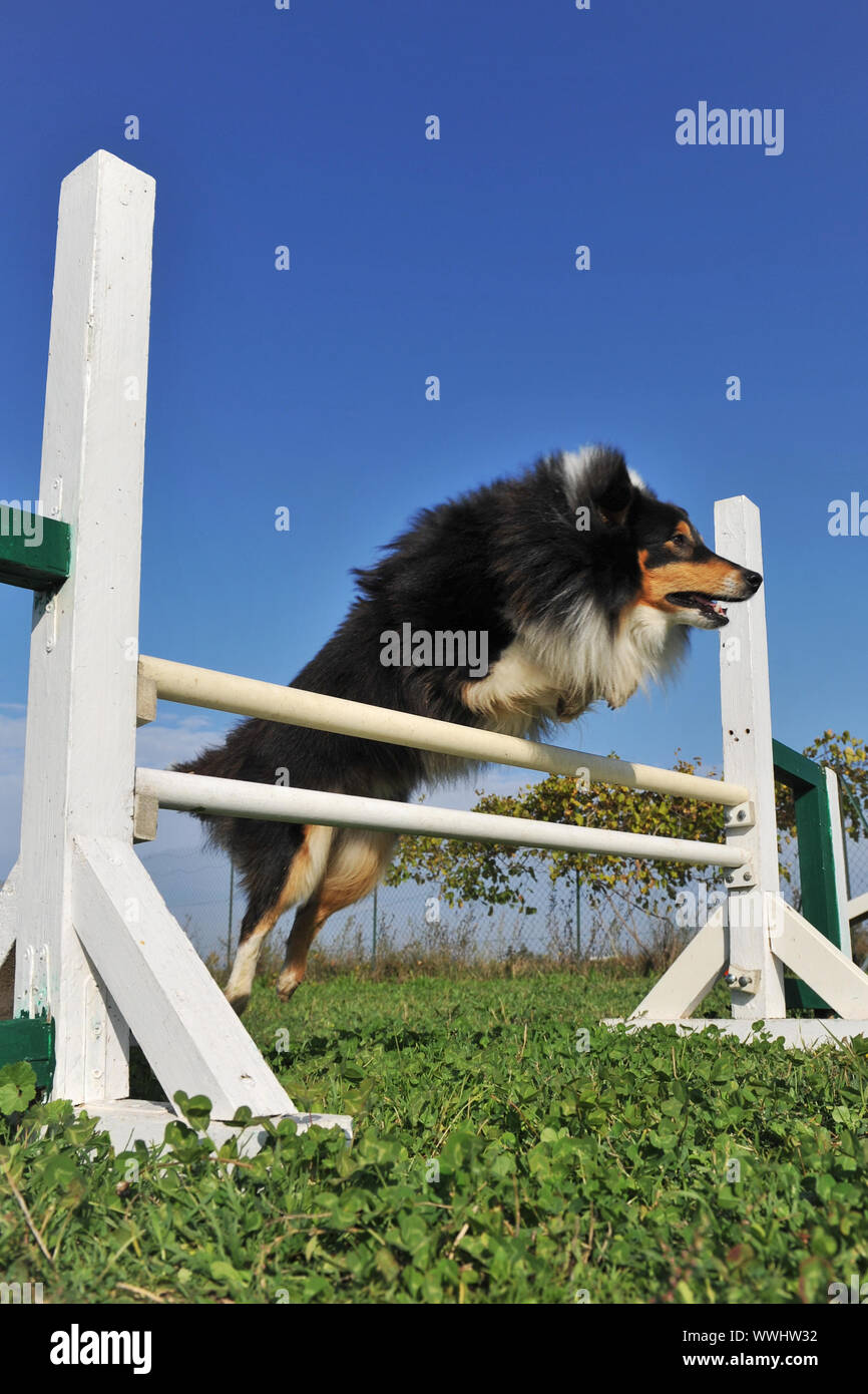 Boxer dog jumping hi-res stock photography and images - Alamy