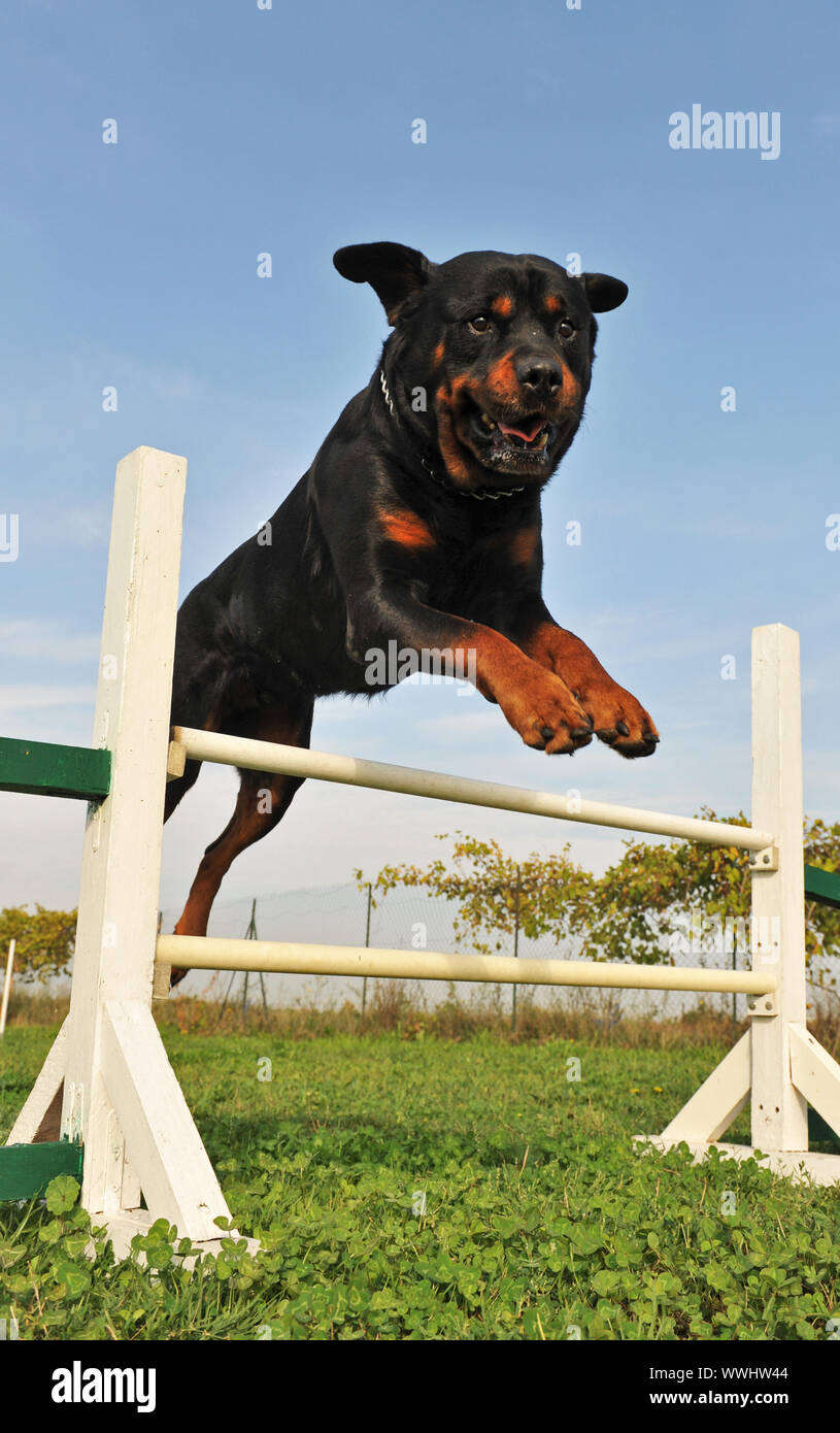 Dog Rottweiler Jumping Agility High Resolution Stock Photography and ...