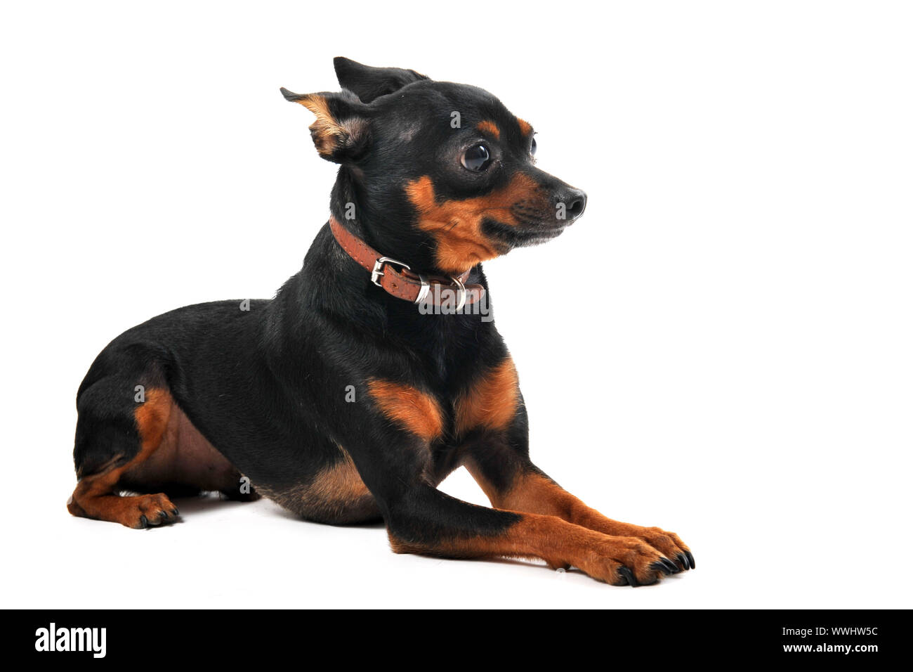 portrait of a purebred miniature pinscher on a white background Stock ...