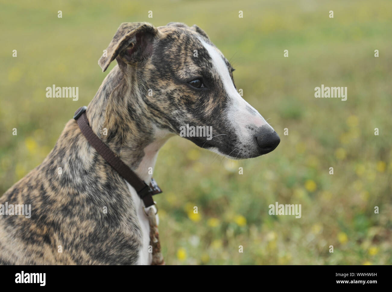 portrait of a purebred puppy whippet in a field Stock Photo - Alamy