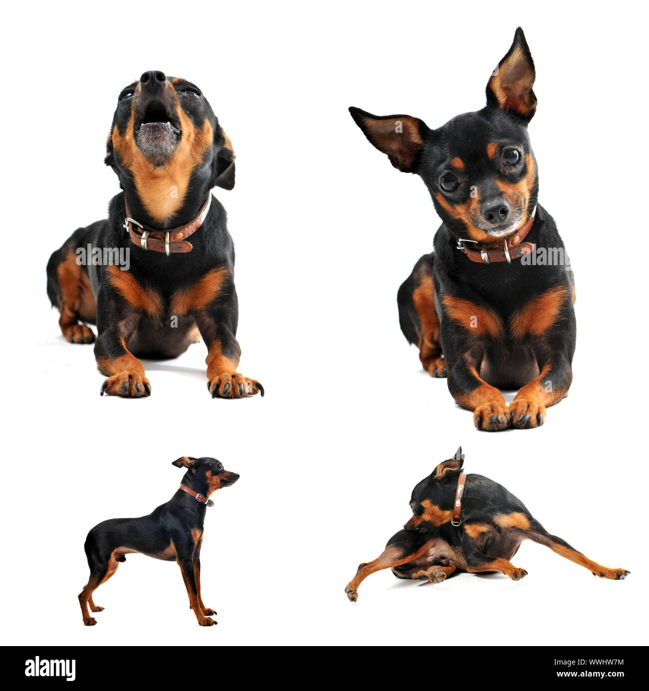 composite picture with purebred miniature pinscher on a white ...