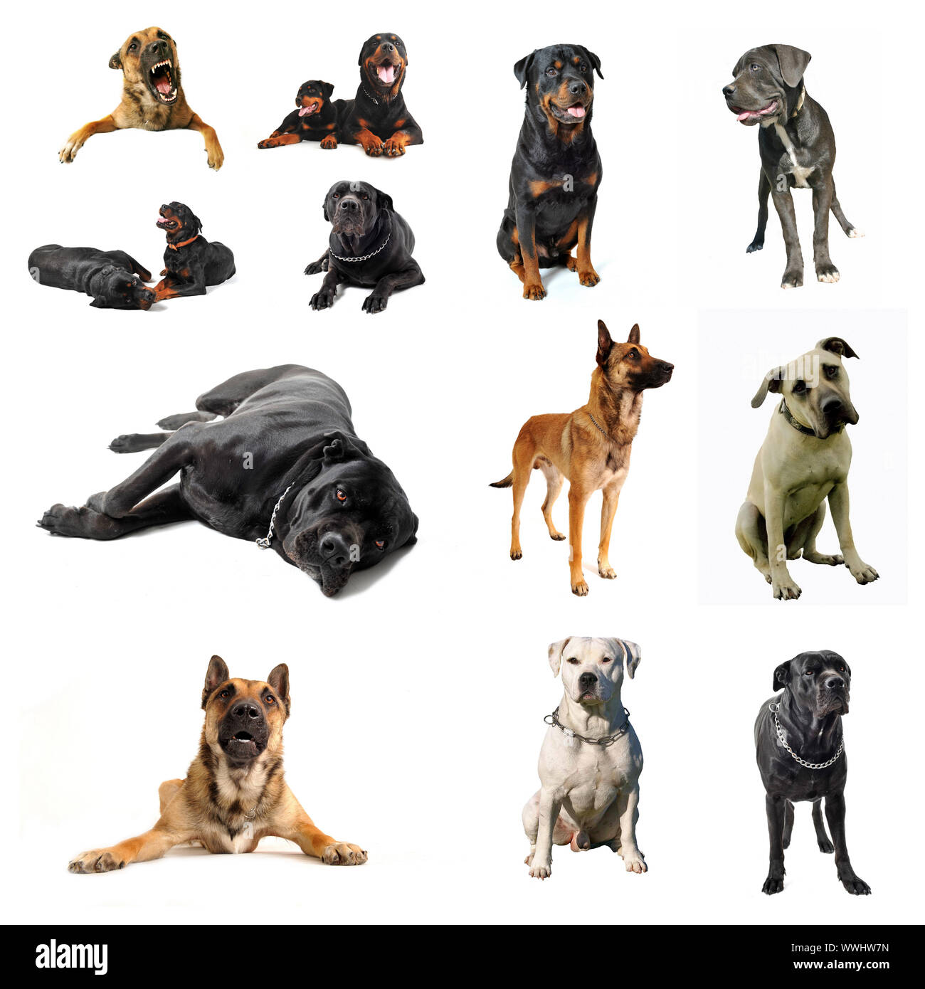 Types Of Guard Dogs