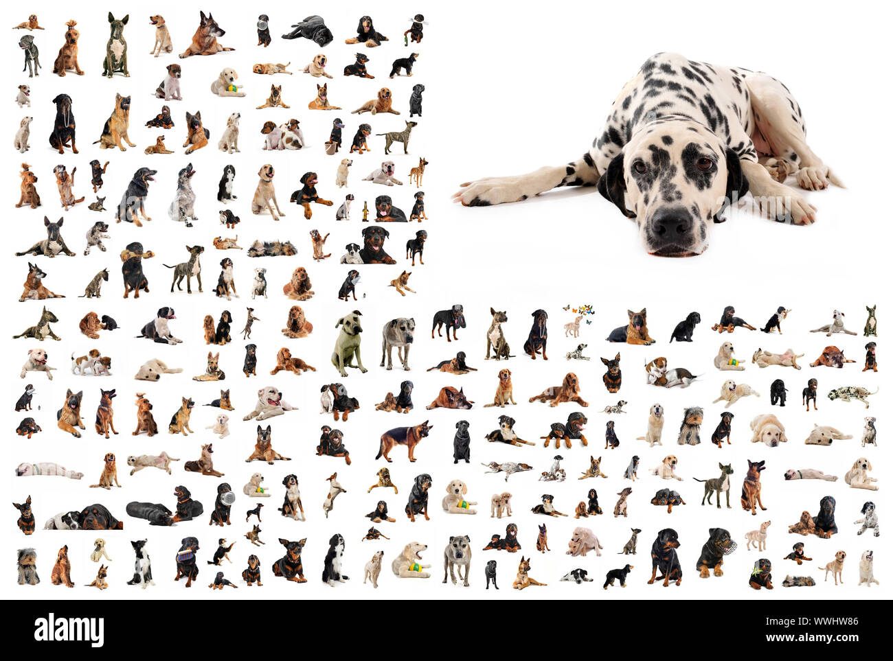 composite picture with dalmatian purebred dogs in a white background ...