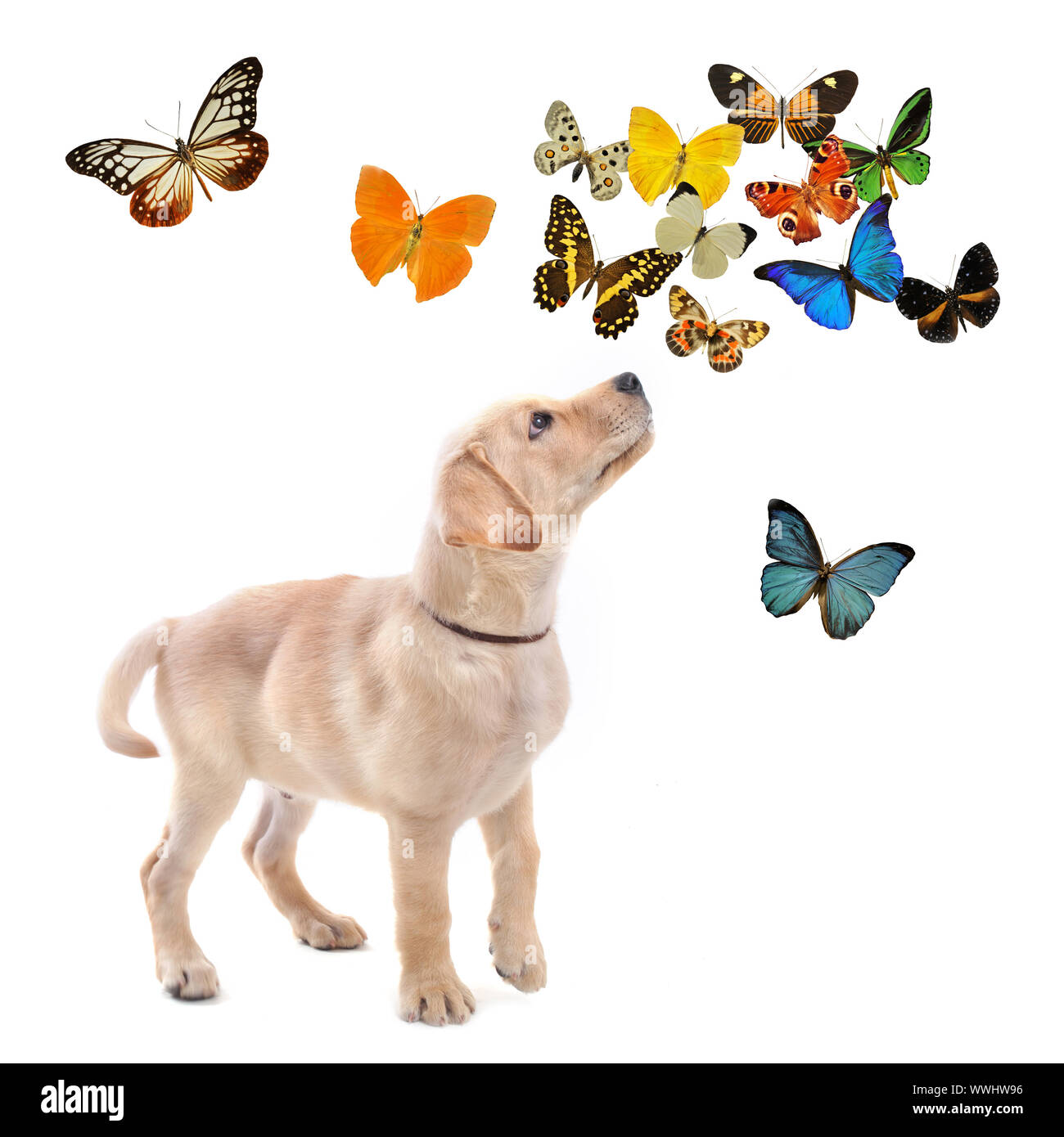 purebred puppy labrador retriever with butterflies in front of white ...